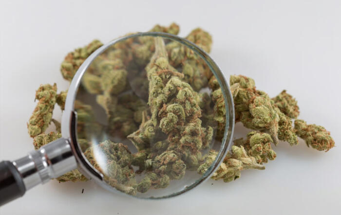 New Federally Backed Marijuana Research Center Launches | Cannabis Culture